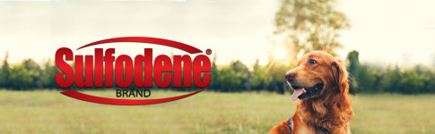 Sulfodene 3-Way Ointment for Dogs | Petco