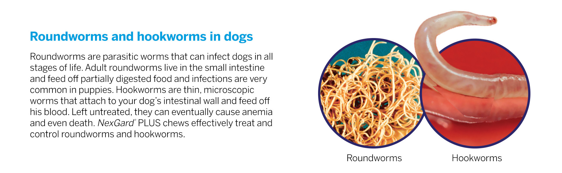 NexGard Plus Chew for Dogs, 33.1-66lbs., Pack of 6 | Petco