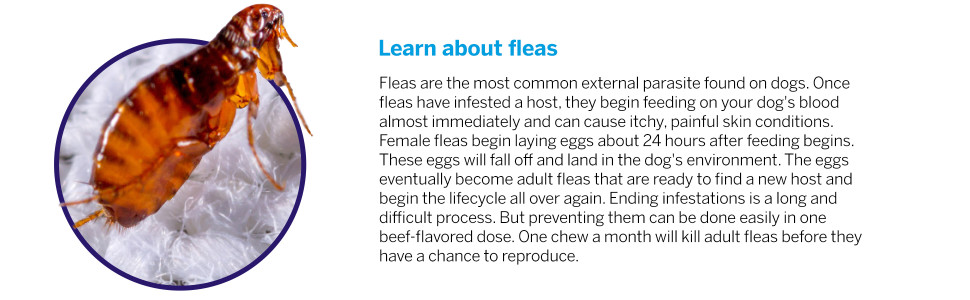 NexGard Plus Chew for Dogs, 33.1-66lbs., Pack of 6 | Petco