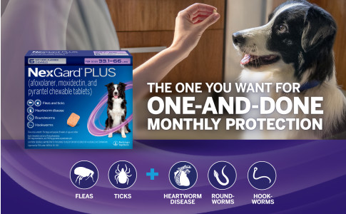 NexGard Plus Chew for Dogs, 33.1-66lbs., Pack of 6 | Petco